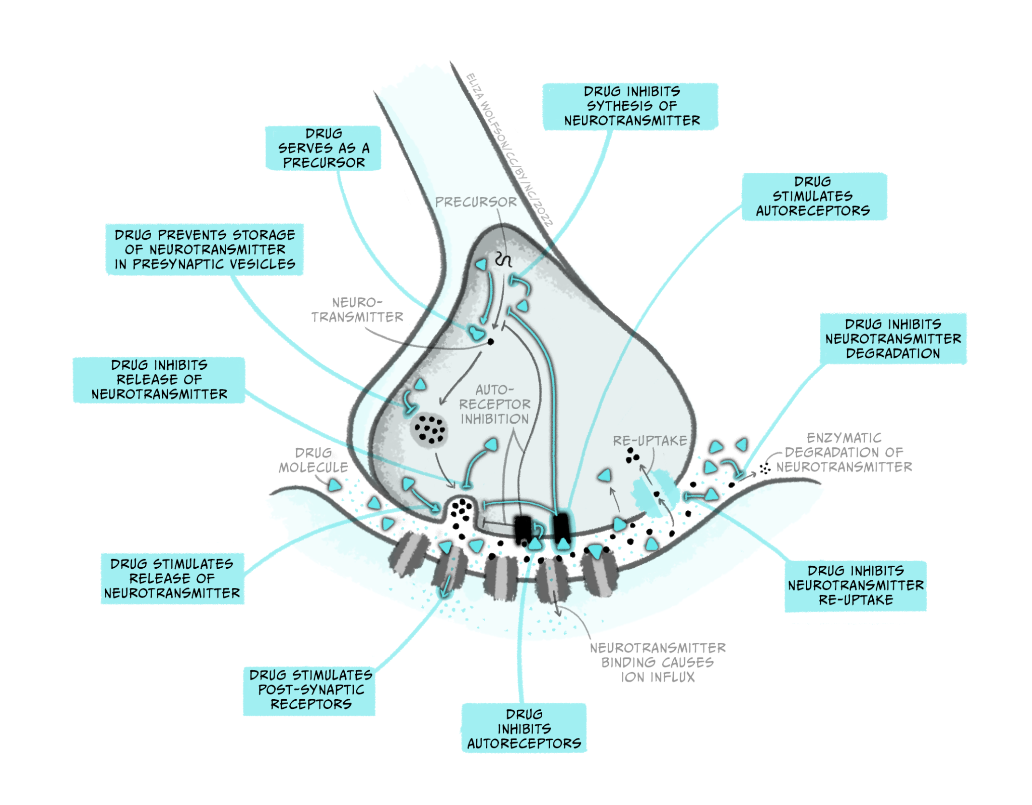 Psychopharmacology: how do drugs work on the brain? – Introduction to ...