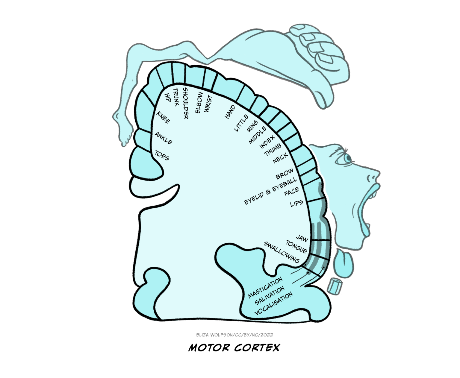 Feeling the world: our sense of touch – Introduction to Biological ...