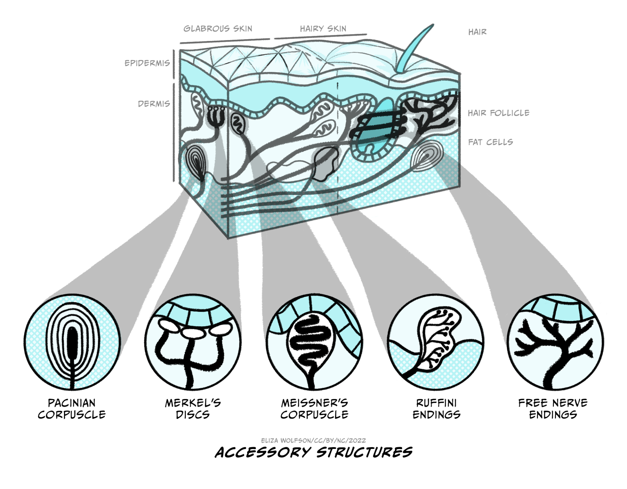 Feeling the world: our sense of touch – Introduction to Biological ...