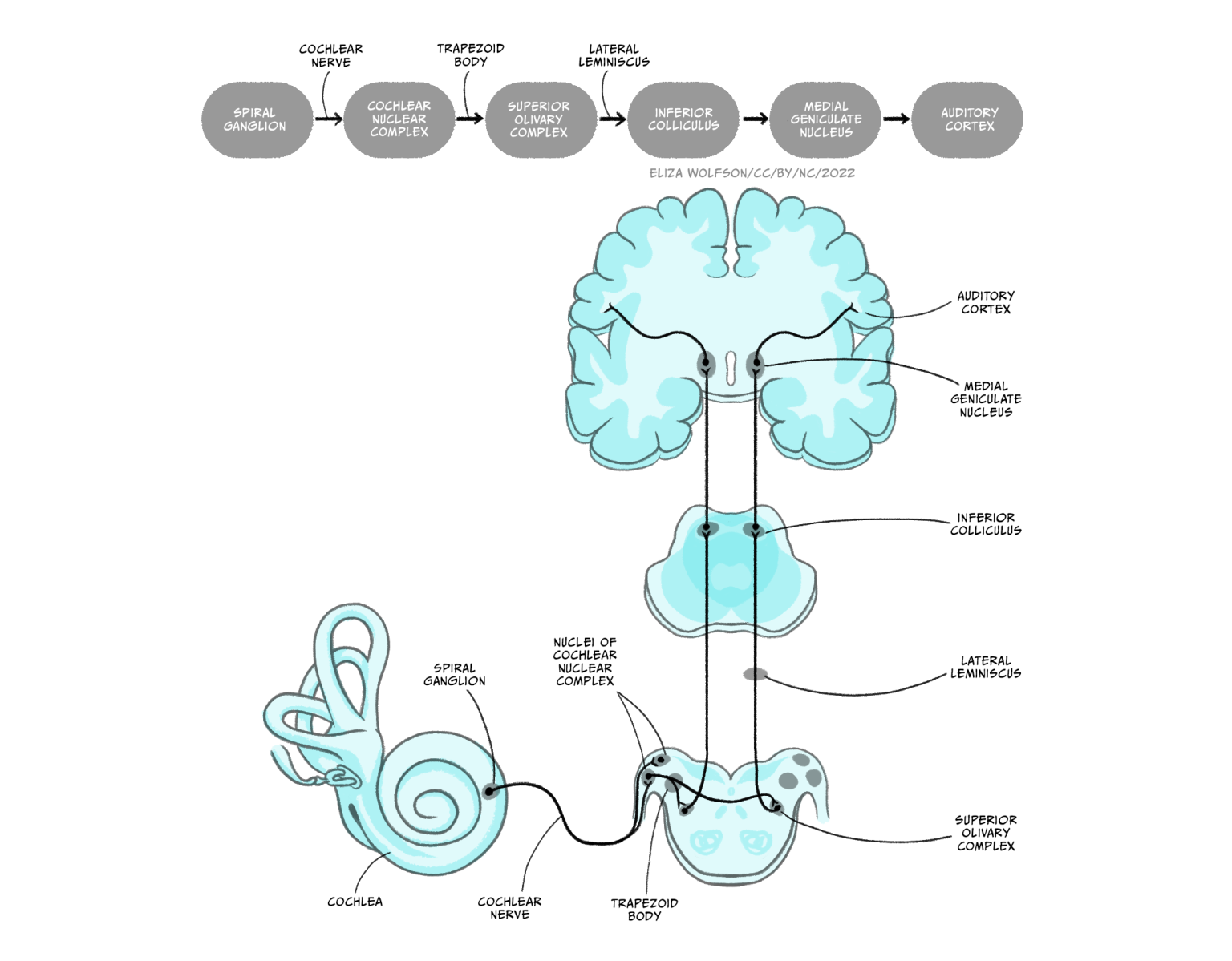 Perceiving sound: our sense of hearing – Introduction to Biological ...