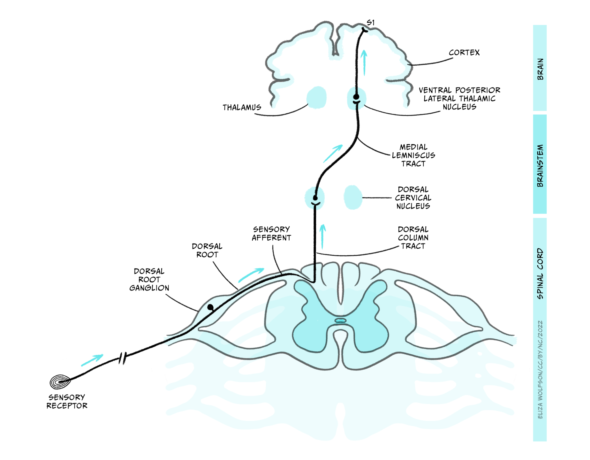 Feeling the world: our sense of touch – Introduction to Biological Psychology