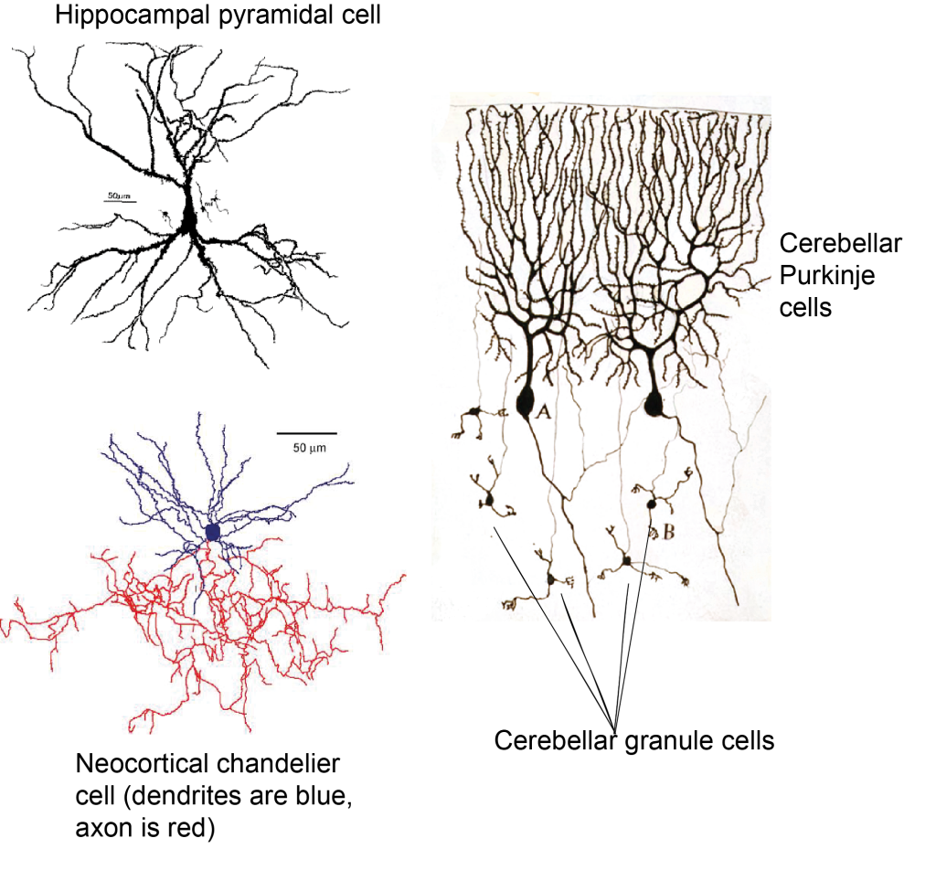 Under the microscope: cells of the nervous system – Introduction to Biological Psychology