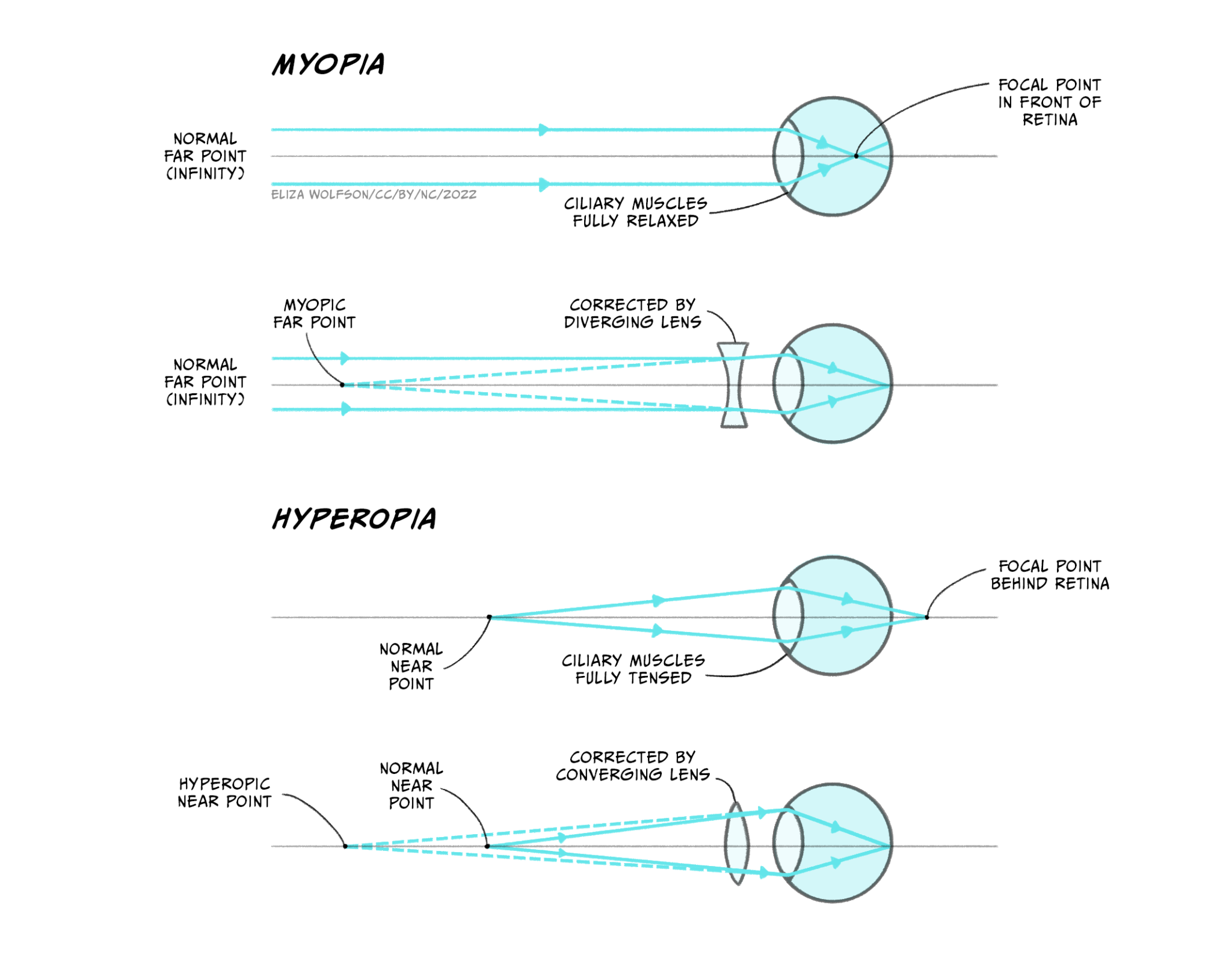 Lighting the world: our sense of vision – Introduction to Biological ...