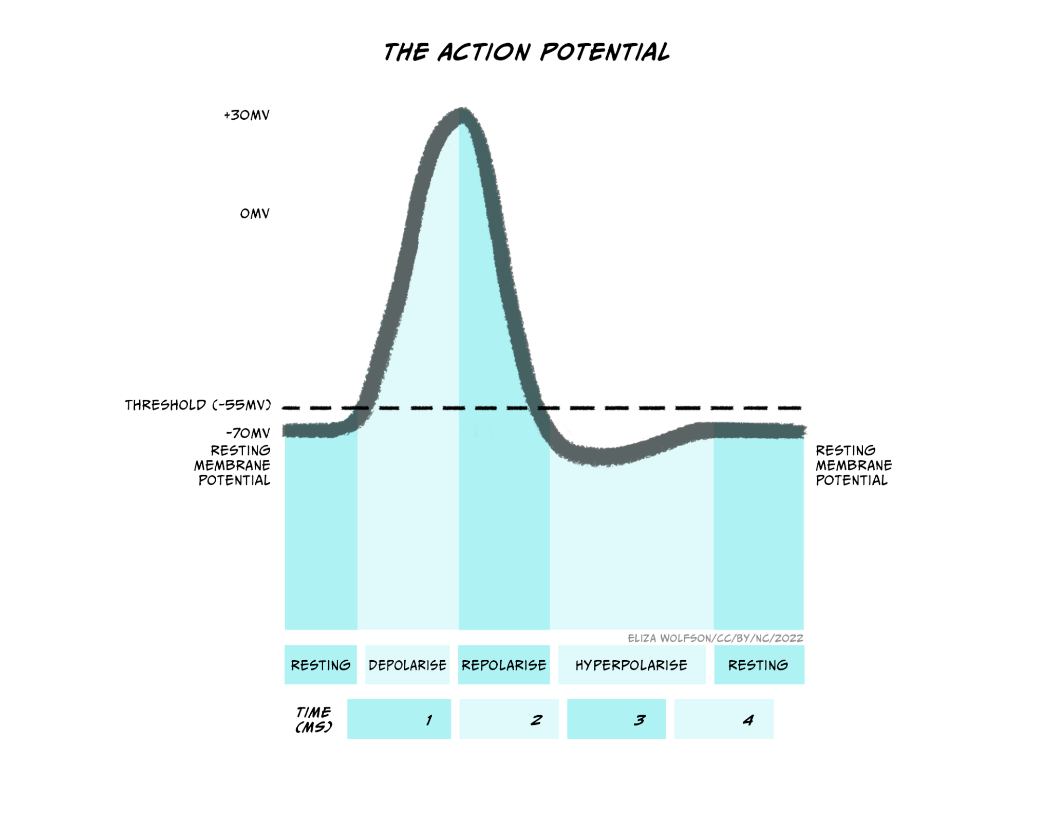Neuronal transmission – Introduction to Biological Psychology