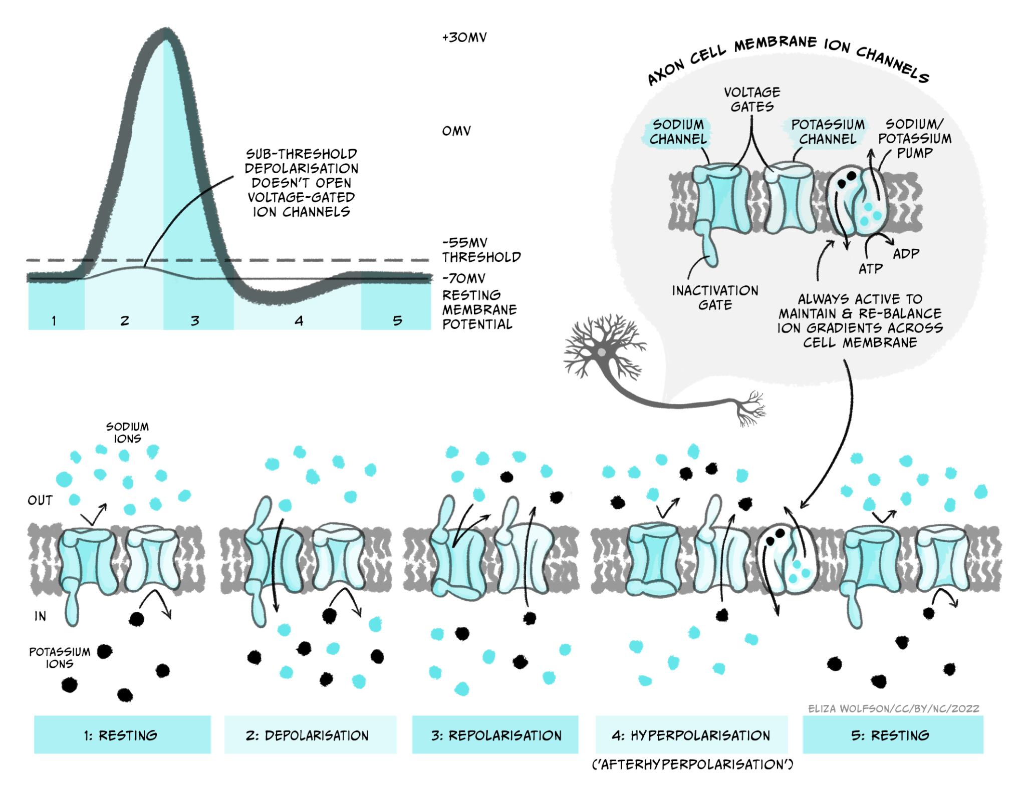 Neuronal transmission – Introduction to Biological Psychology