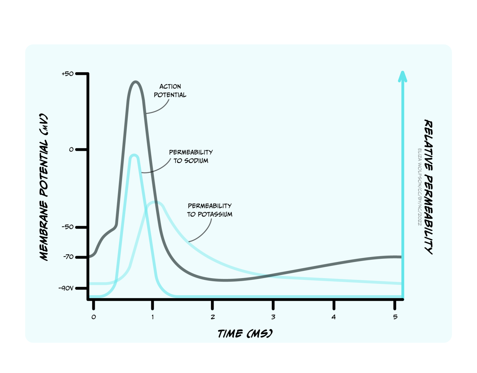 Neuronal transmission – Introduction to Biological Psychology