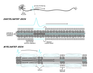 Neuronal transmission – Introduction to Biological Psychology