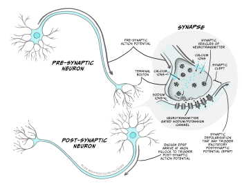 Neuronal transmission – Introduction to Biological Psychology