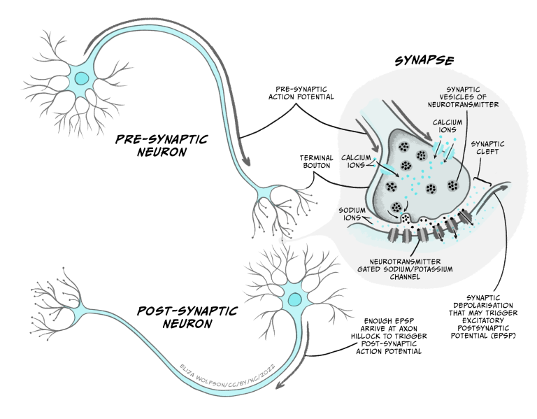 Neuronal transmission – Introduction to Biological Psychology