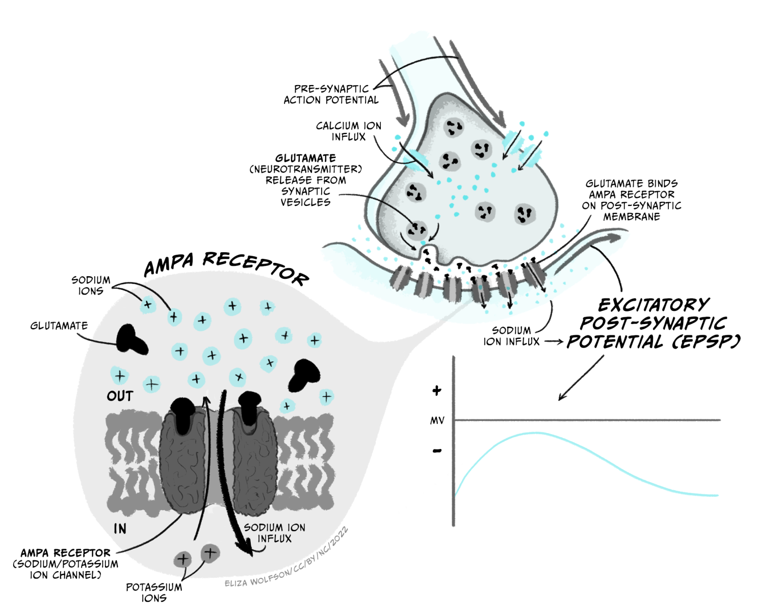 Neuronal transmission – Introduction to Biological Psychology