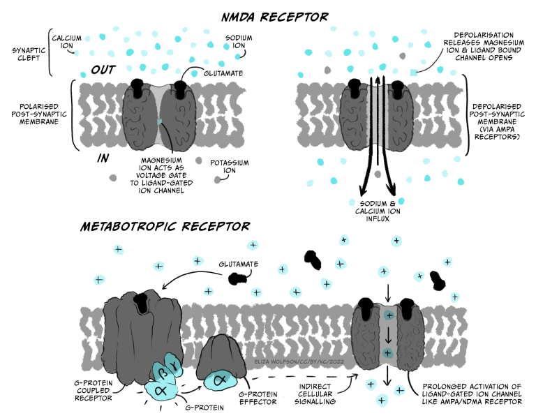 Neuronal transmission – Introduction to Biological Psychology
