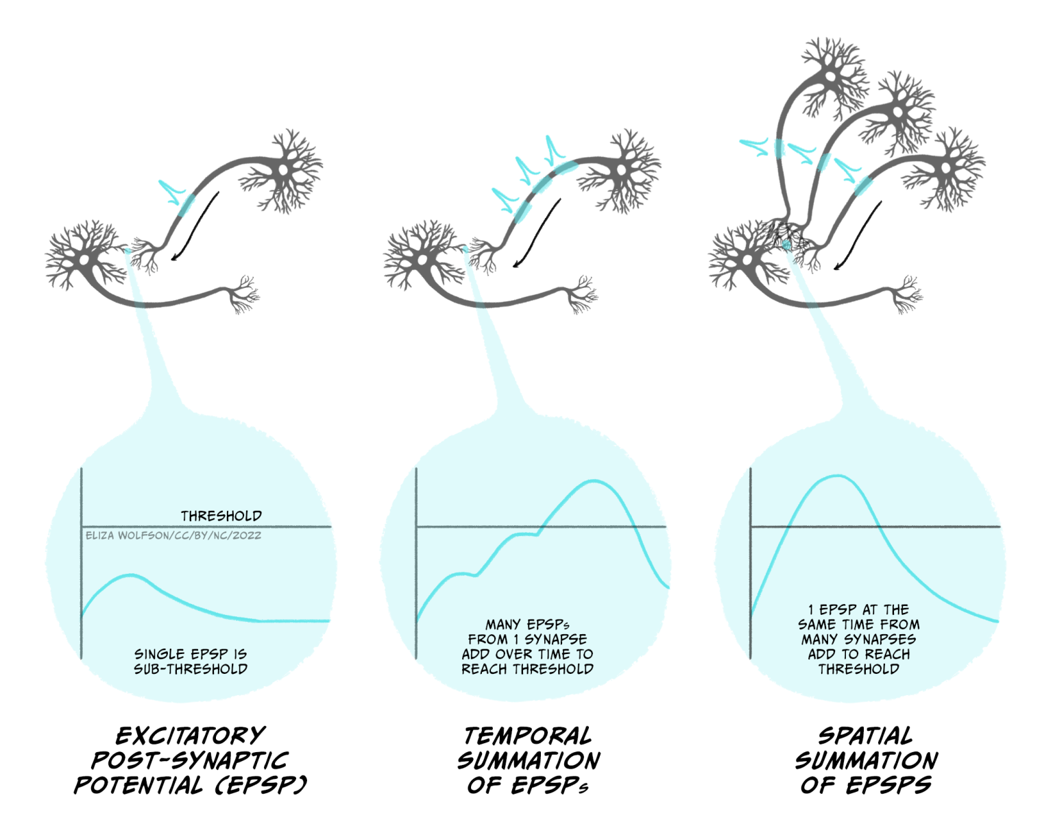 Neuronal transmission – Introduction to Biological Psychology