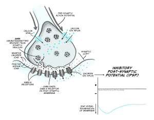 Neuronal transmission – Introduction to Biological Psychology