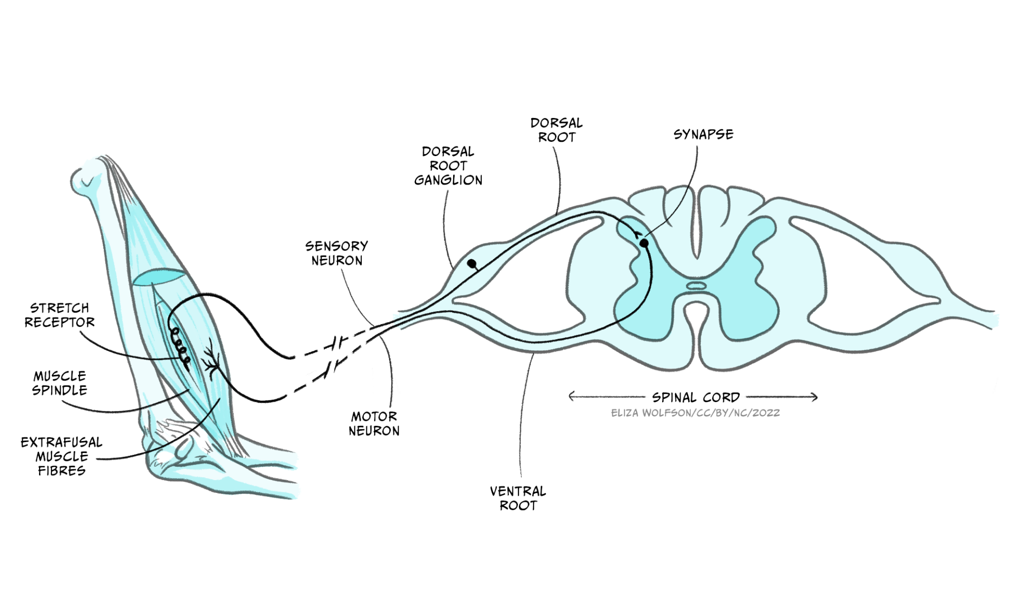 Sensorimotor integration – Introduction to Biological Psychology