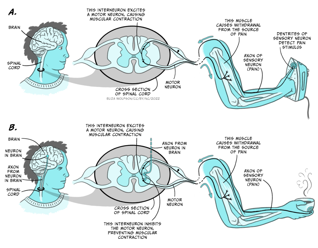 Sensorimotor integration – Introduction to Biological Psychology